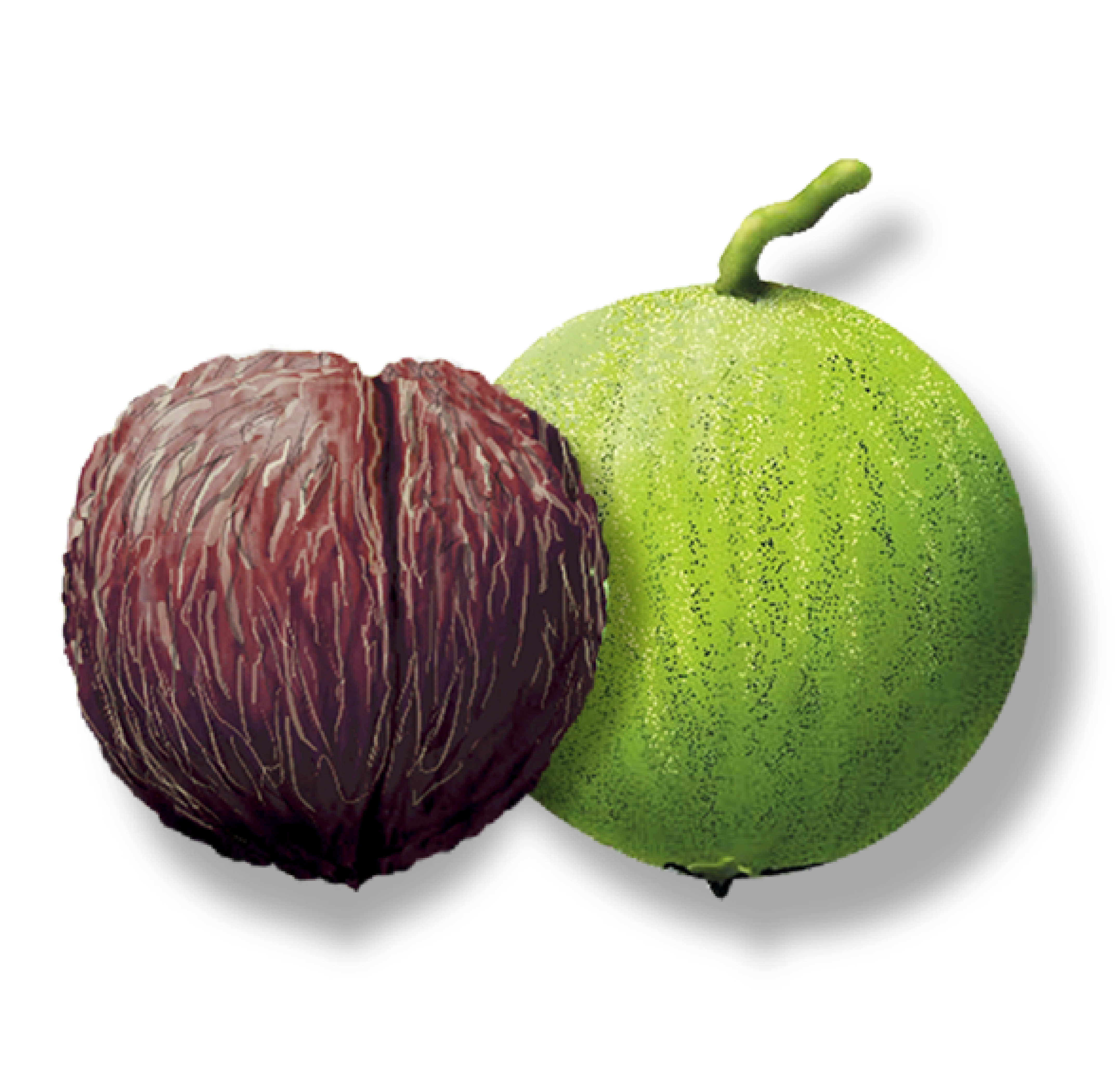 Black Walnut (size: small) - East Tennessee Nursery Seedling Store