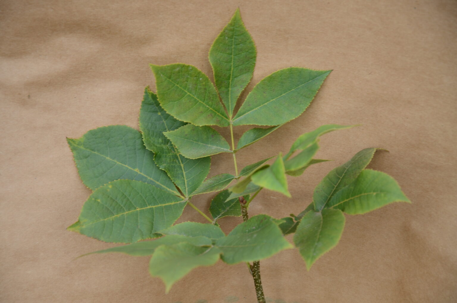 Shagbark Hickory - East Tennessee Nursery Seedling Store
