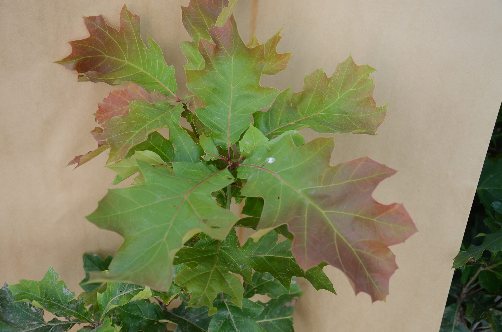 Northern Red Oak - East Tennessee Nursery Seedling Store