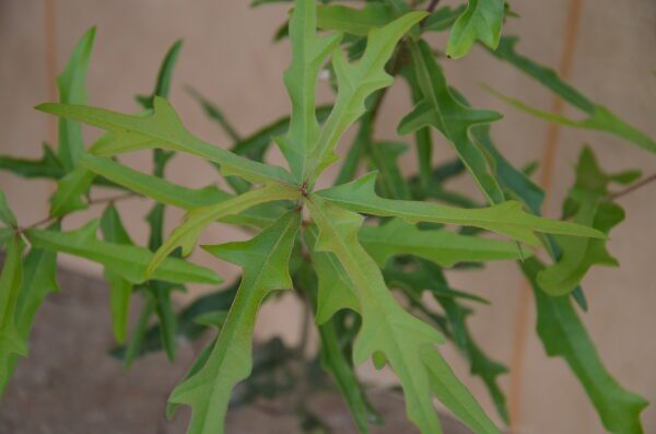 Water Oak - East Tennessee Nursery Seedling Store