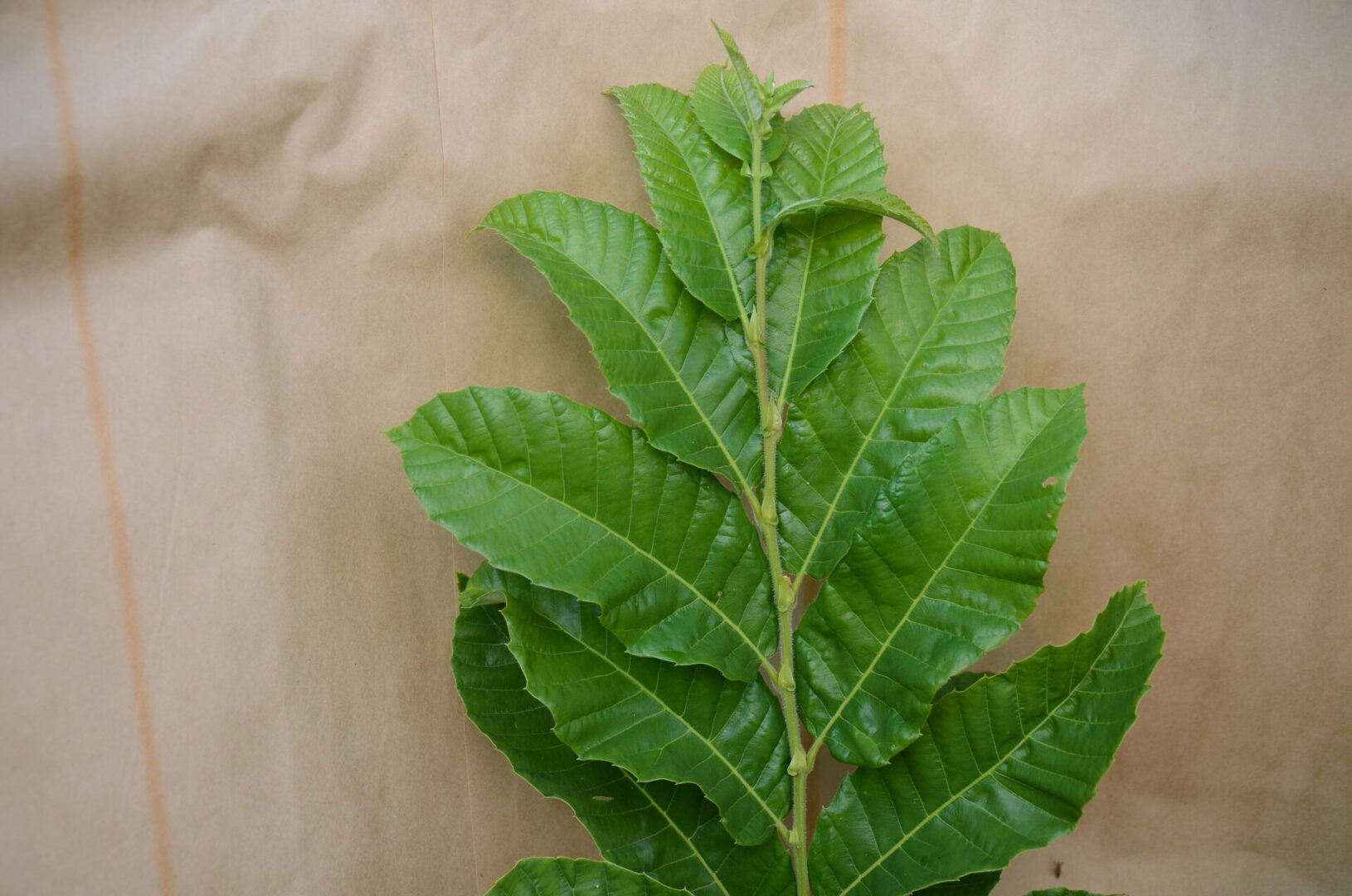 Fascinating Hybrid Chestnut Trees Photos