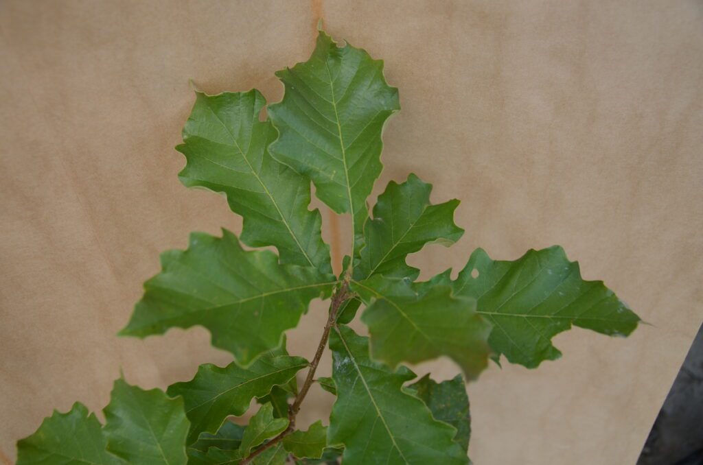 Swamp White Oak - East Tennessee Nursery Seedling Store