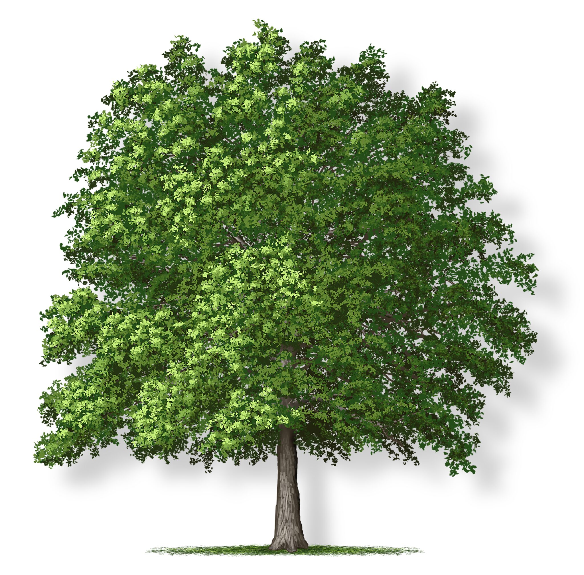 Overcup Oak - East Tennessee Nursery Seedling Store