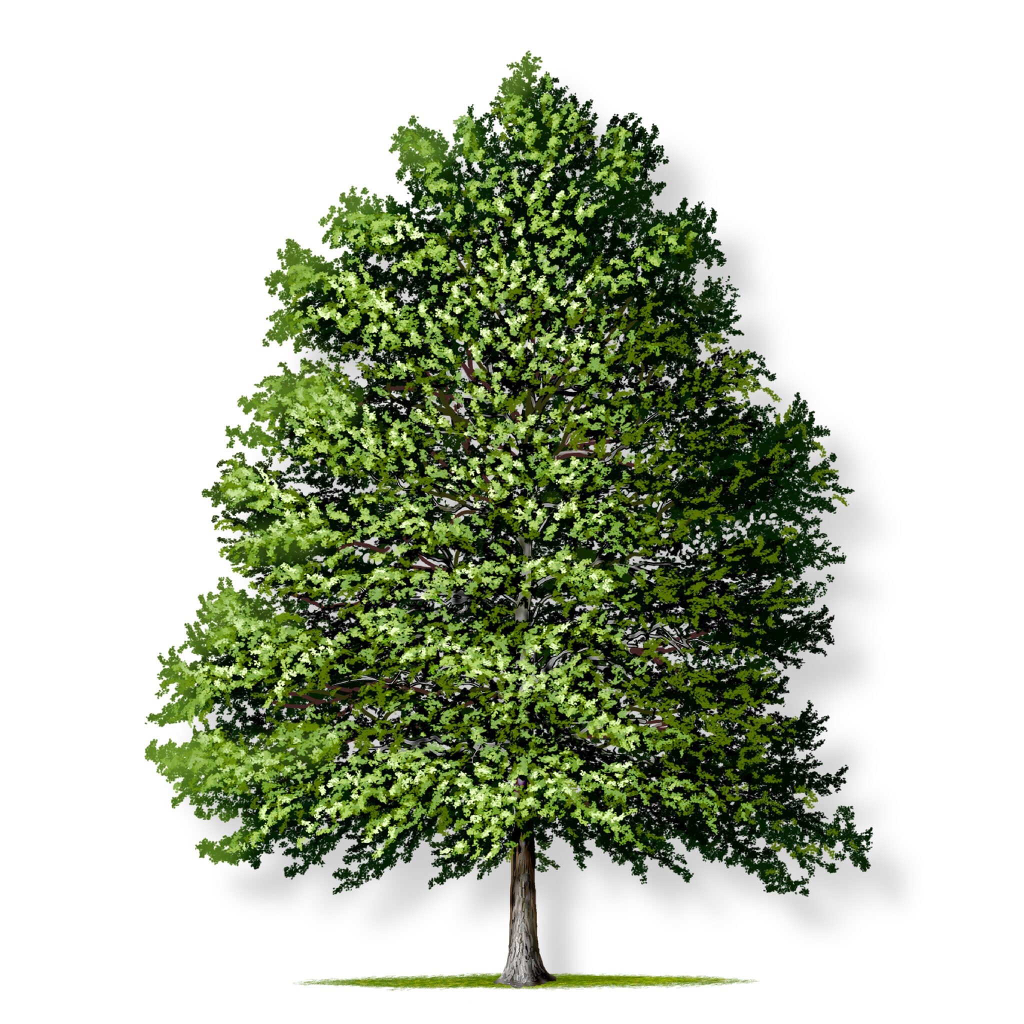 Pin Oak - East Tennessee Nursery Seedling Store