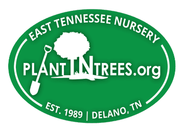 Loblolly Pine Seedlings - East Tennessee Nursery Seedling