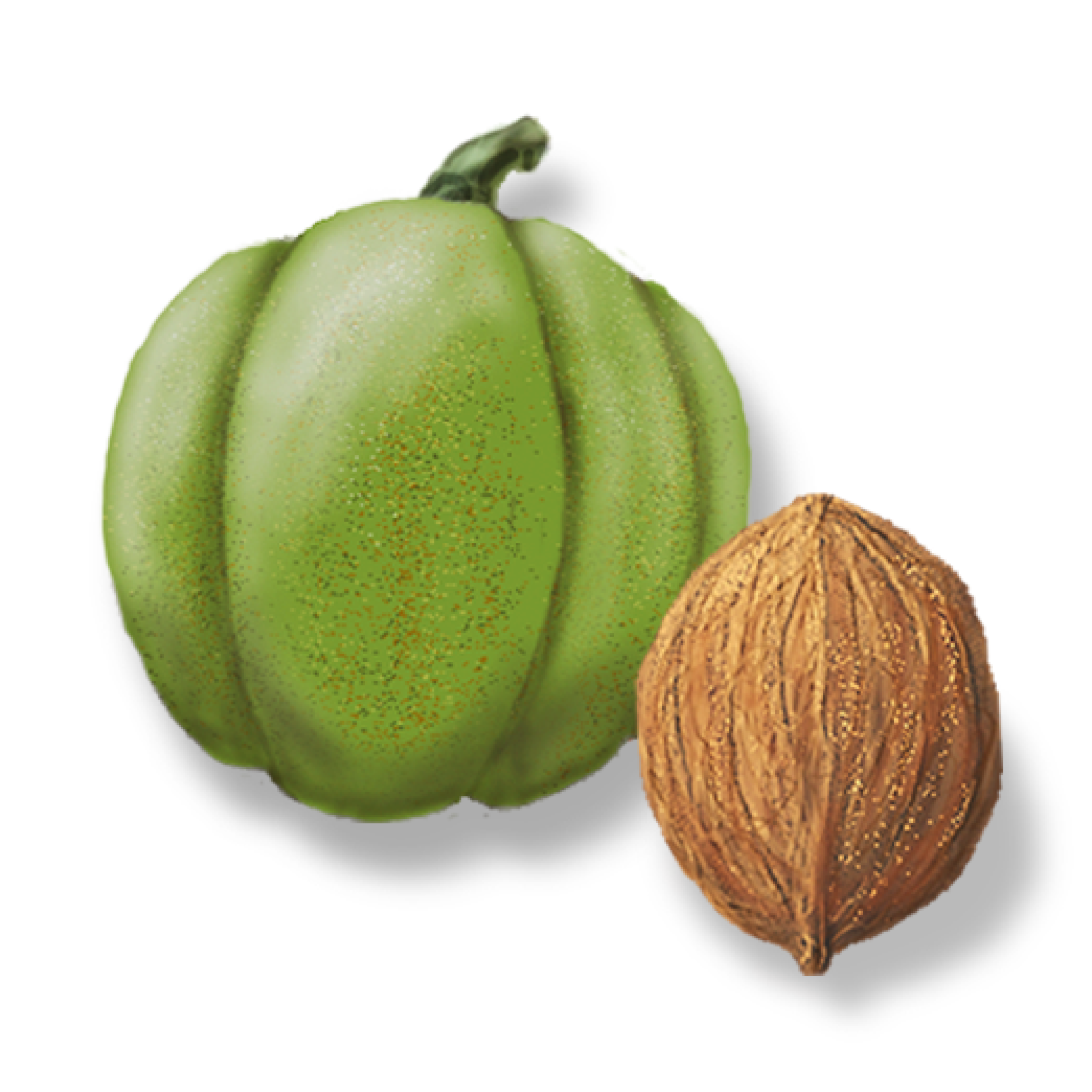 Shagbark Hickory - East Tennessee Nursery Seedling Store