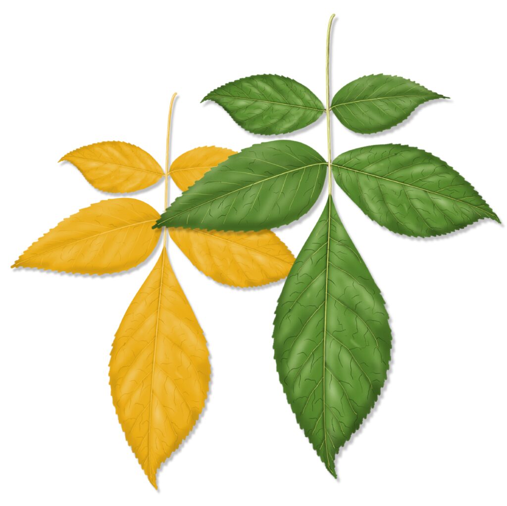 Shagbark Hickory - East Tennessee Nursery Seedling Store