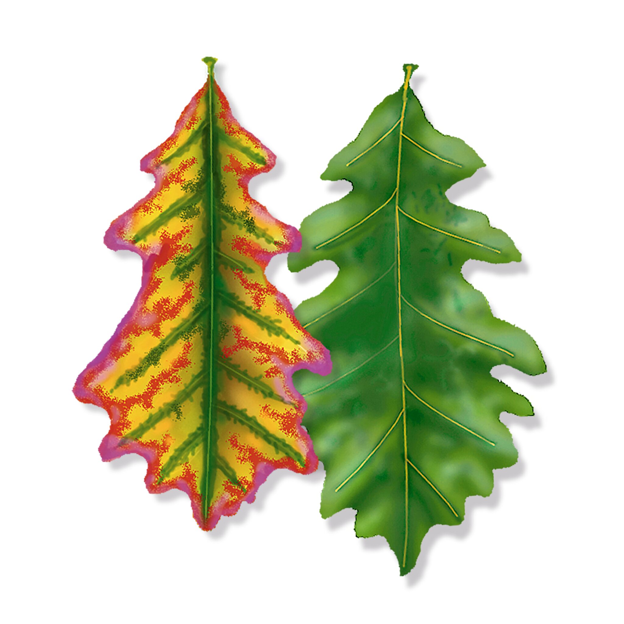 Swamp White Oak, Premium (Eastern TN Seed Source) - East Tennessee ...