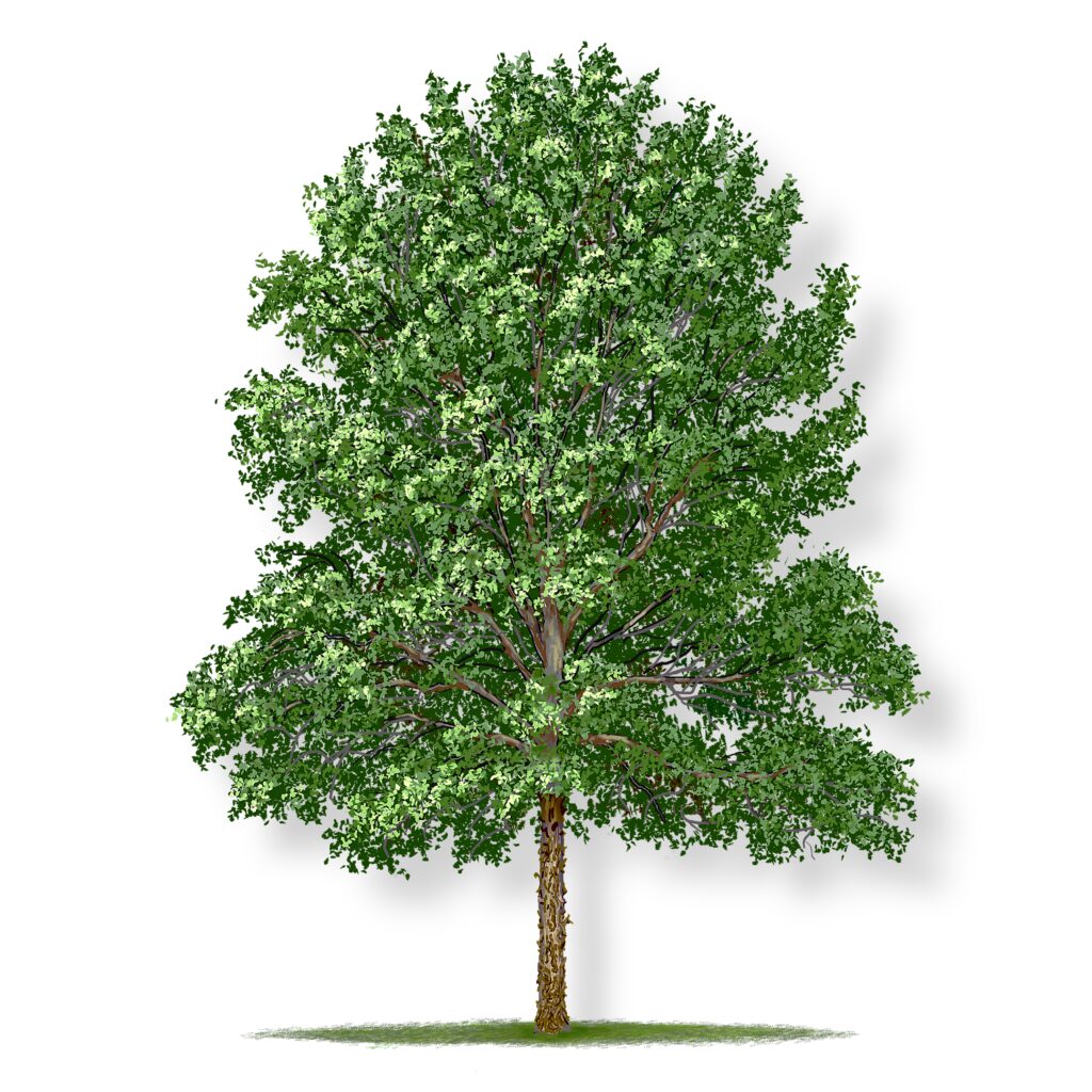 Swamp White Oak - East Tennessee Nursery Seedling Store